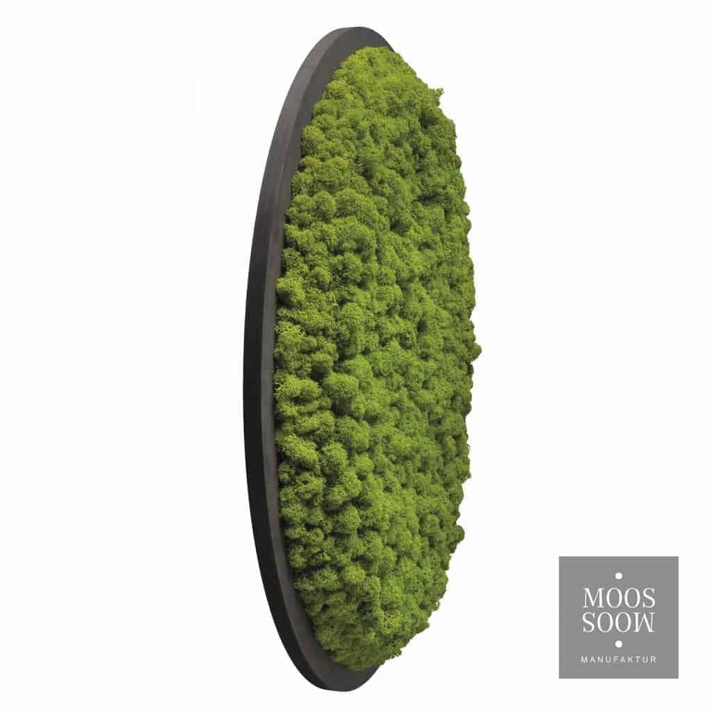Moosbild Rund Islandmoos Moosgrün [70cm] - G.A.Luft - Mieten und Kaufen